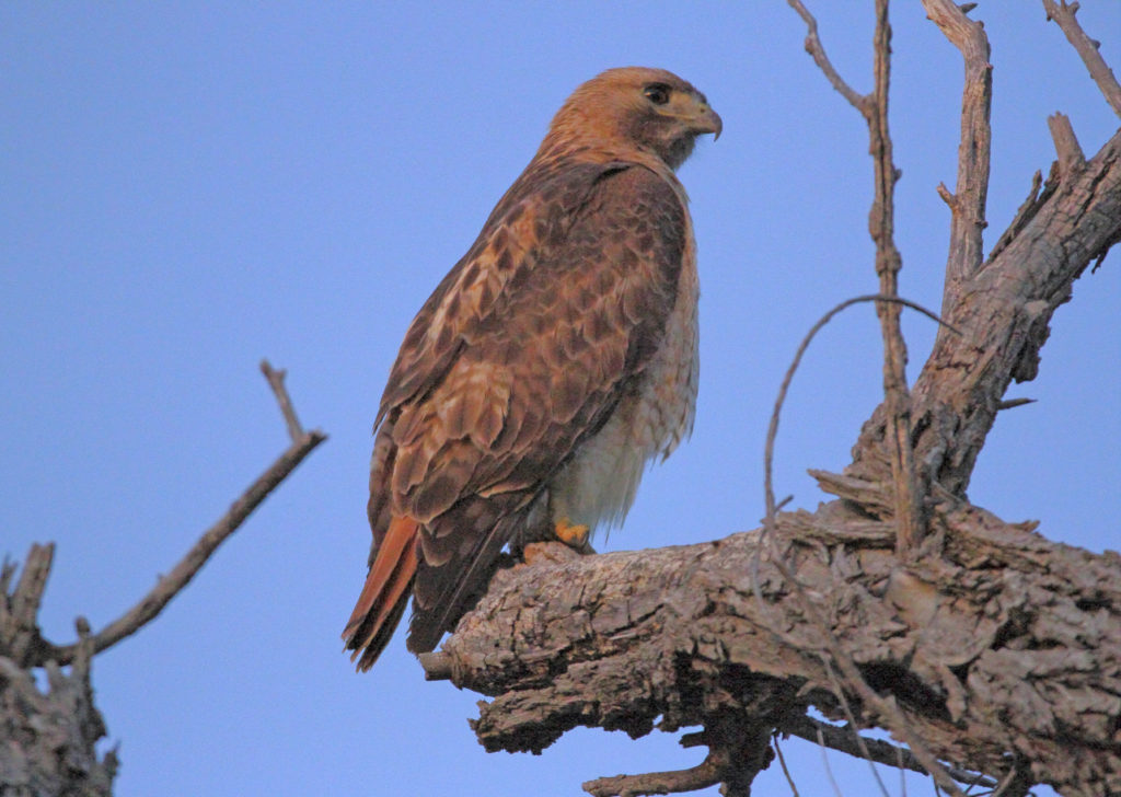Red Tail at Sunset – elbertcounty.net